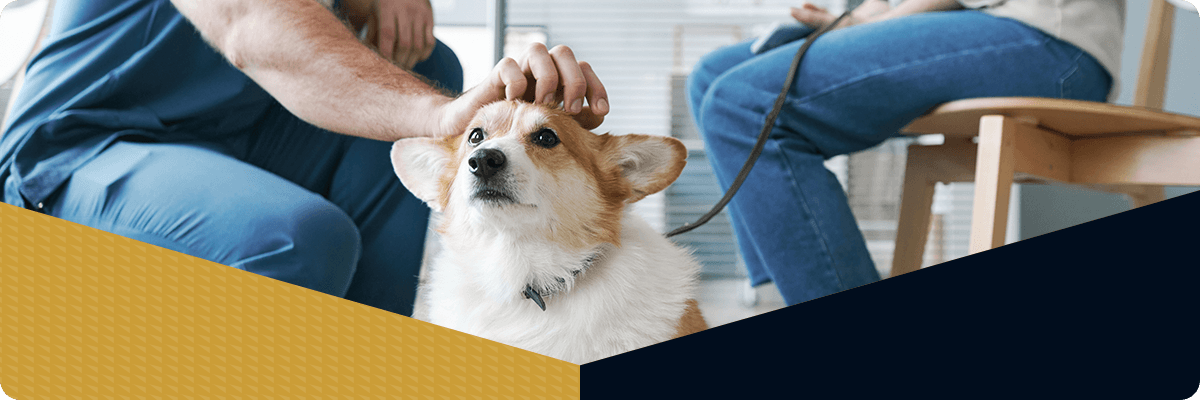 Veterinary Marketing Tips: How to Get More Patients
